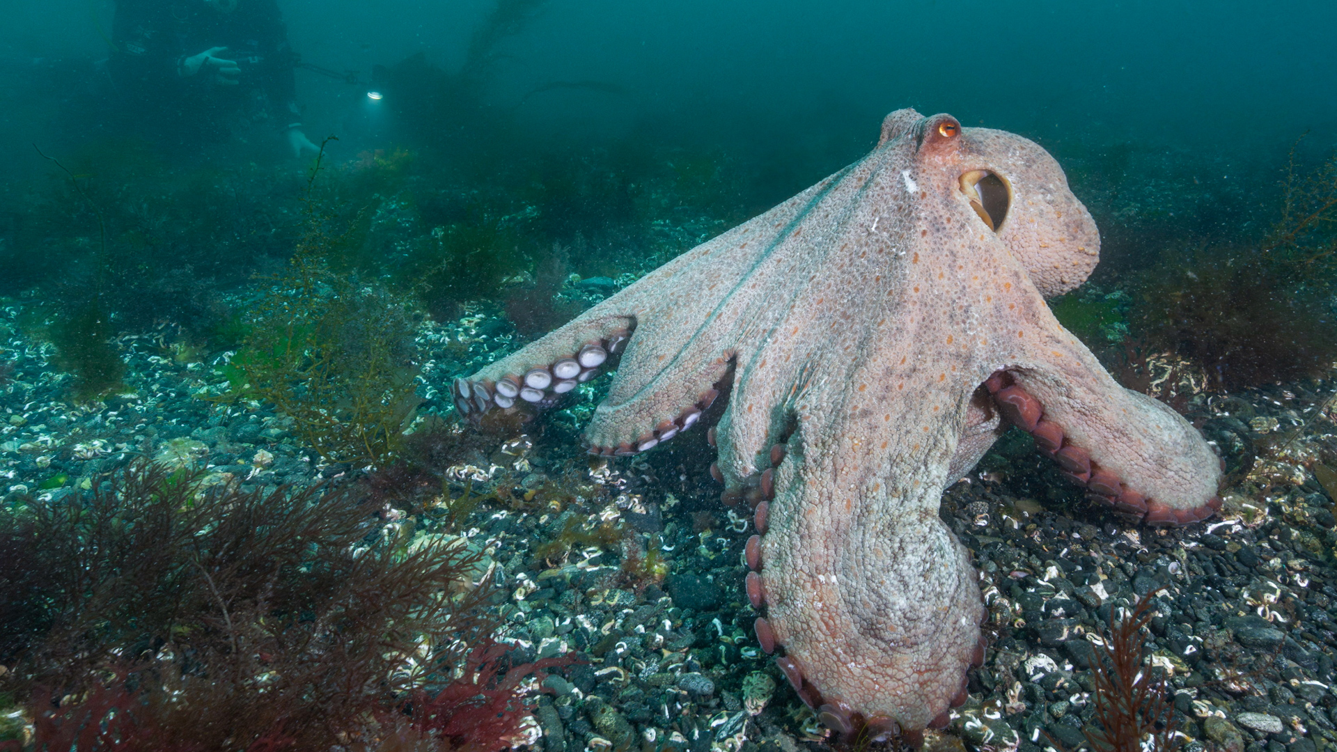 Stunning footage shows rare octopus 'bloom'