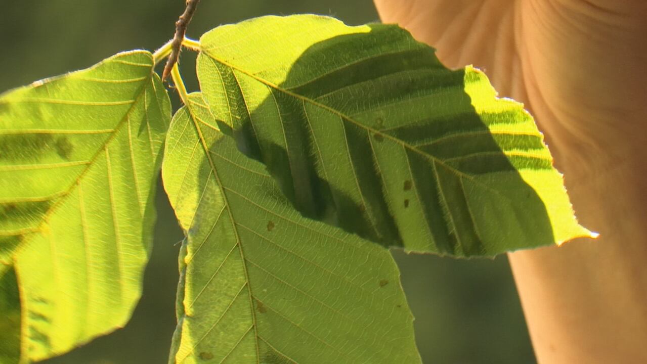 Beech tree leaf disease continues spreading in Vermont
