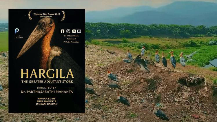 'Hargila': Assam documentary highlights grassroots conservation triumph ...