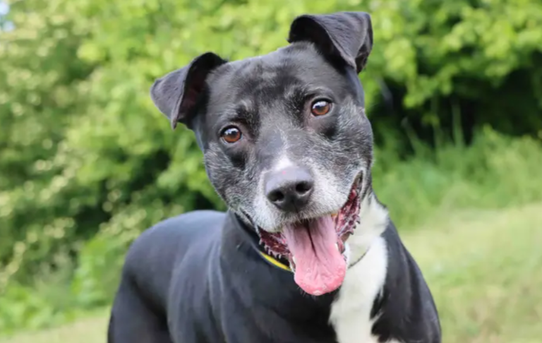 These 17 adorable dogs and puppies at the Dogs Trust are looking for ...