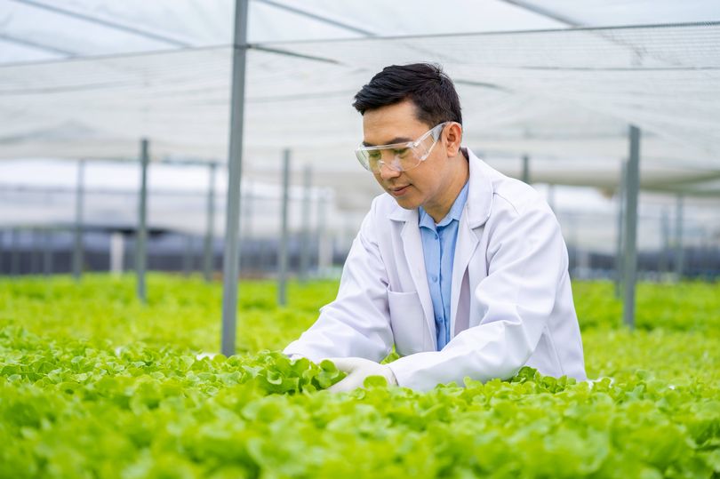 UK watchdog's three supermarket salad bag red flags that could make you ill