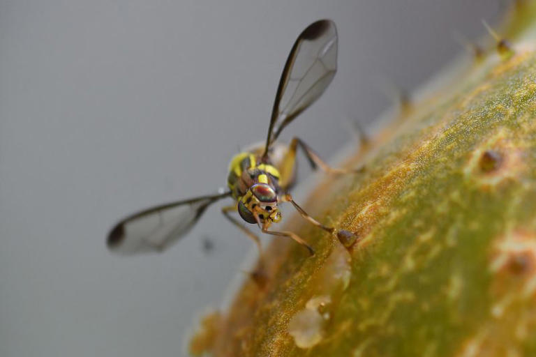 Why scientists are giving cocaine to flies