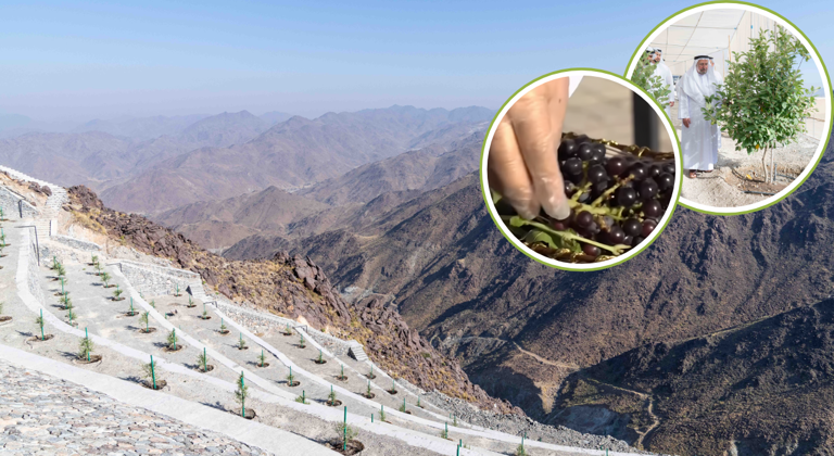 Above the clouds: UAE’s first mountain grape vineyard bears fruit at ...