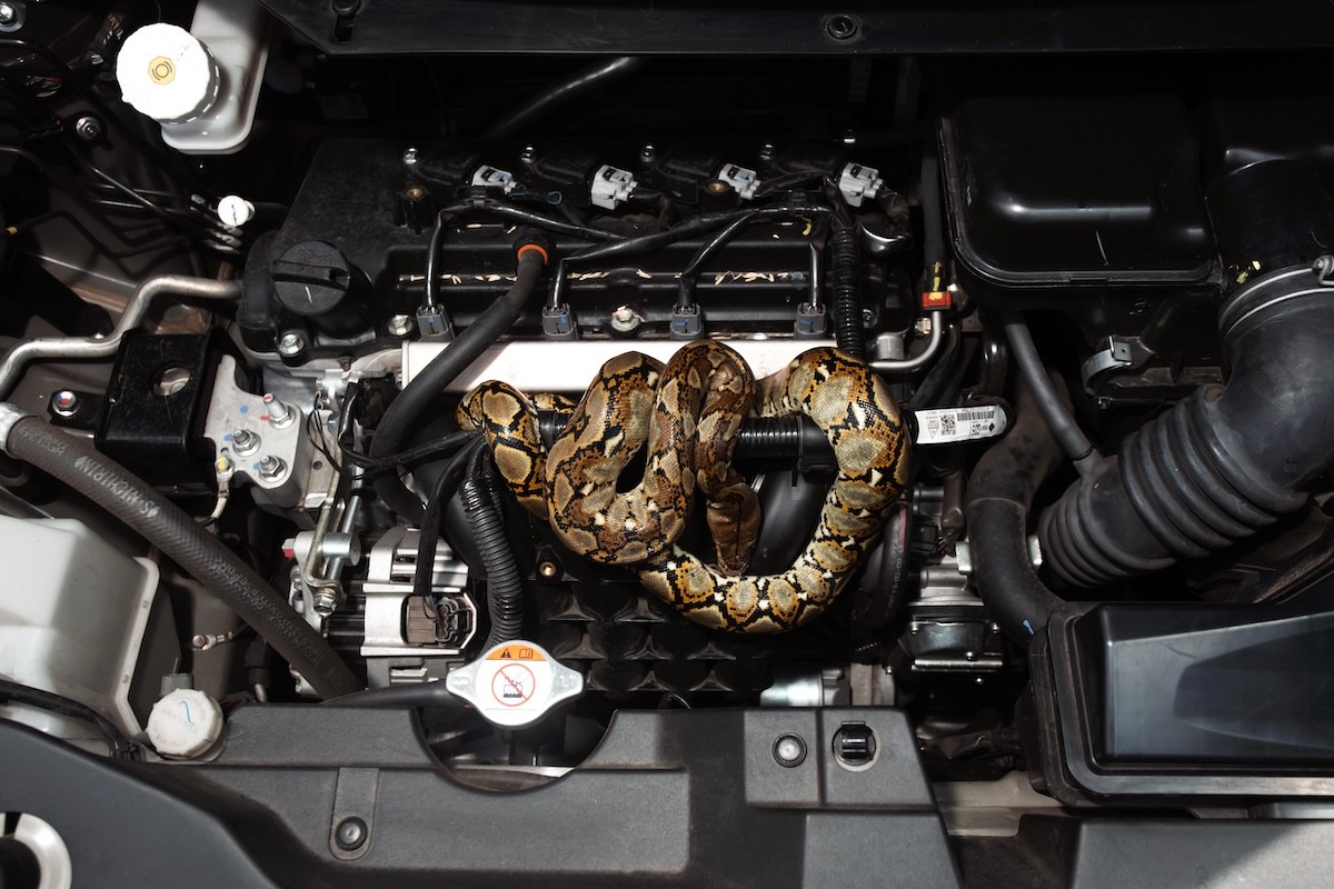 Drivers Across the Country Are Finding Snakes Hiding in Their Cars—Here ...