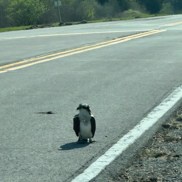 An osprey was found in the road. It turned out to be a 19-year-old who ...
