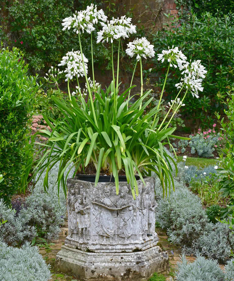 It's not uncommon for pot plants to fail in May, but you can revive ...