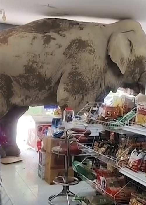 Watch: Hungry elephant causes chaos in shop snack raid
