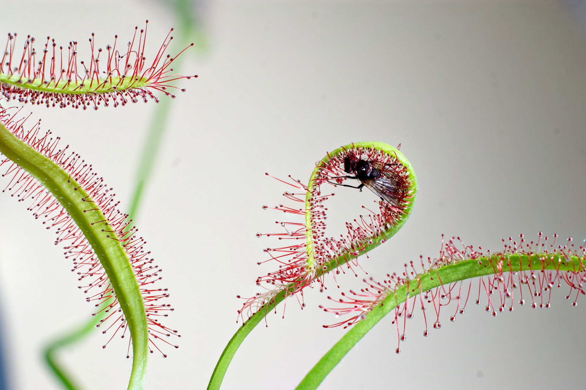 Carnivorous Plants Have Been Trapping Animals for Millions of Years. So ...