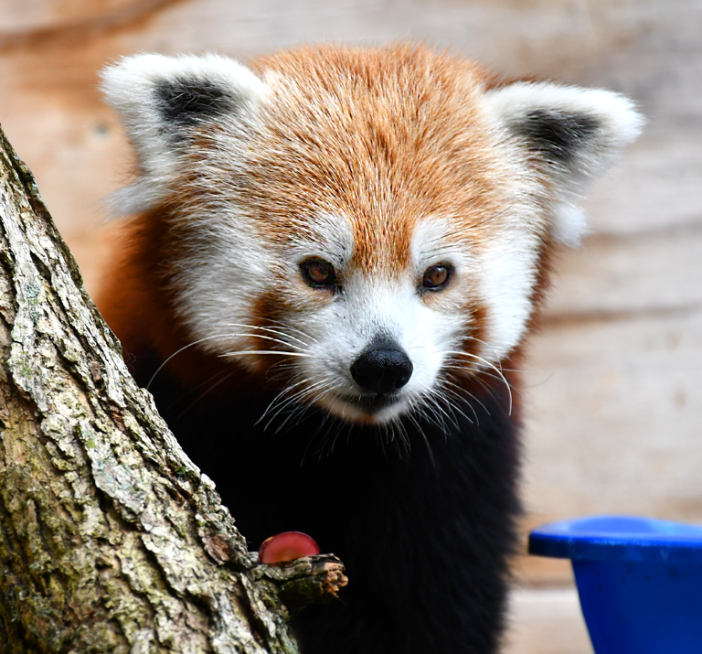 Detroit Zoo's red panda twins moved to Ohio, Connecticut zoos
