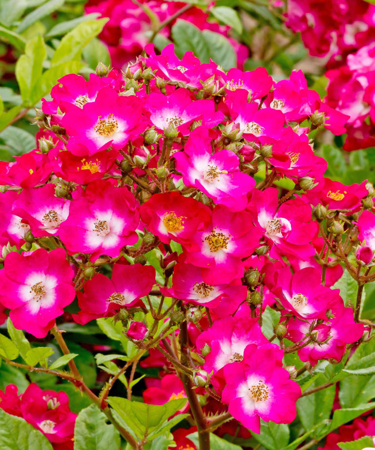 12 Best Shrub Roses For Every Garden – Enjoy Abundant Romantic Blooms ...