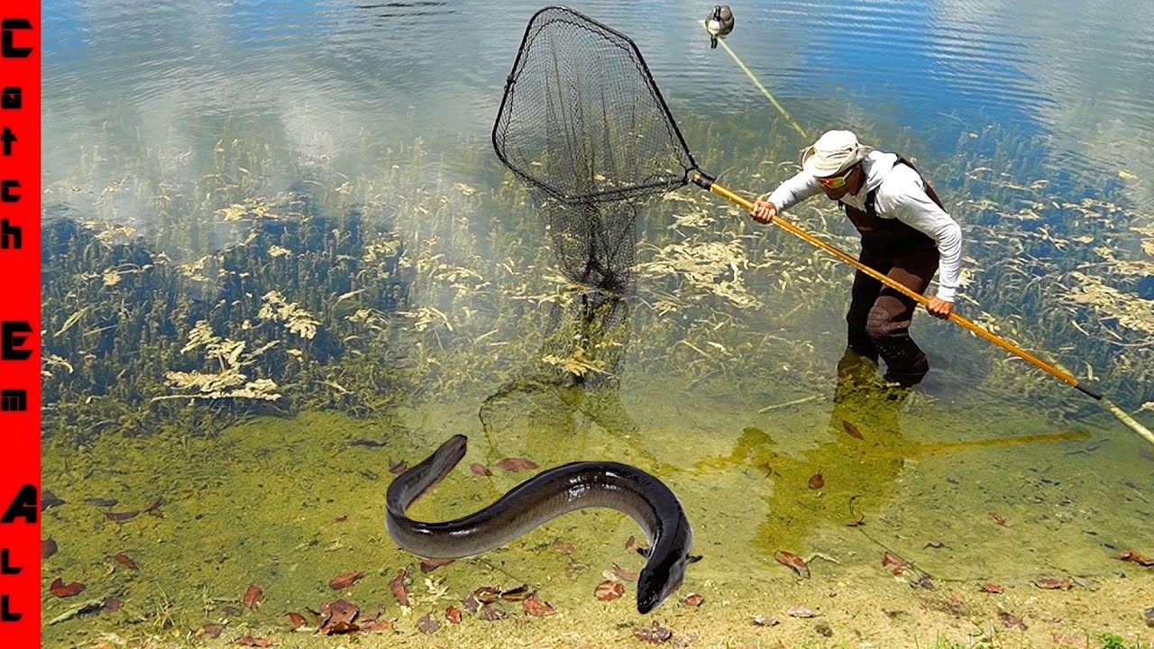 CATCHING the BLACK FISH! BLIND Mystery GIANT of the POND