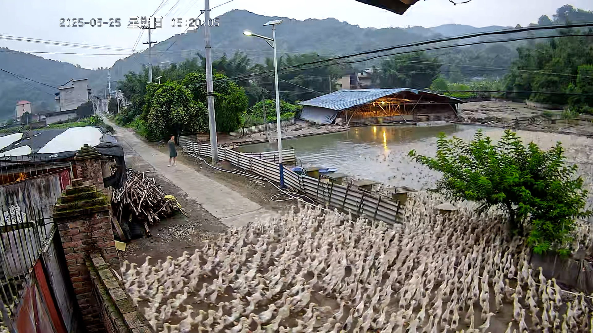 6,000 ducks surge toward pond in synchronized release