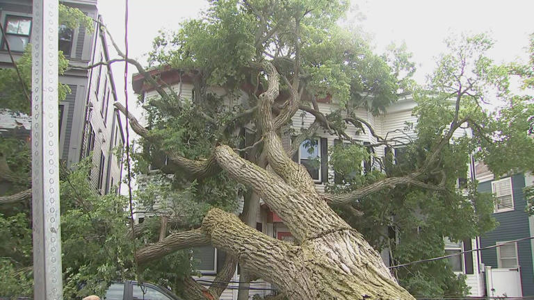 Massive tree falls on Boston homes, crushing cars and ripping down ...