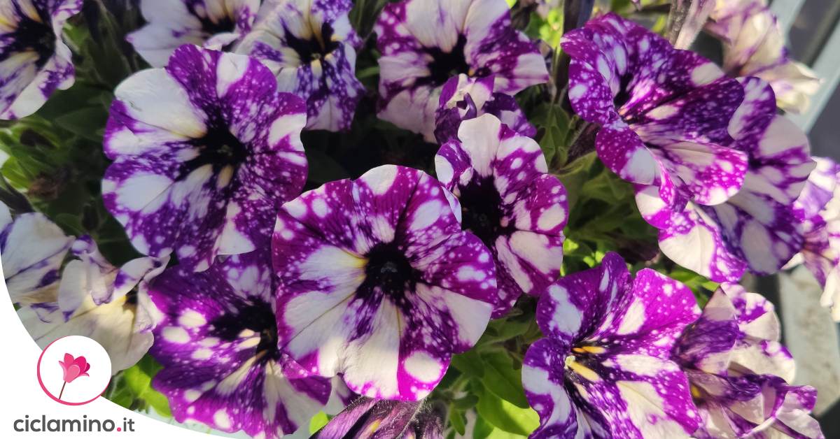 Quali piante scegliere e come curarle per avere una fioritura colorata ...