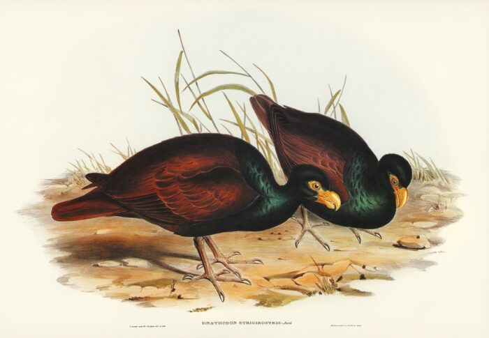 Using Sound to Save the 'Little Dodo'