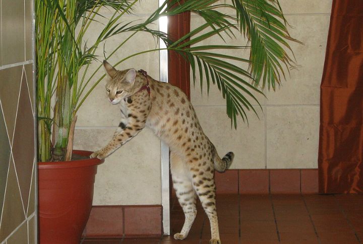 10 Cat Breeds Known For Their Intelligence