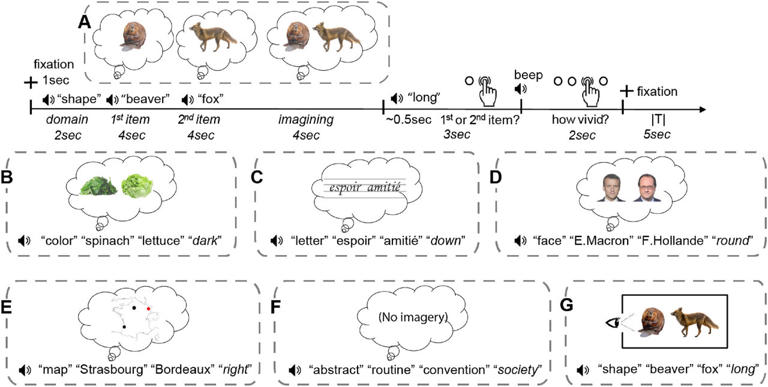 Aphantasia might be linked to alterations in brain connectivity