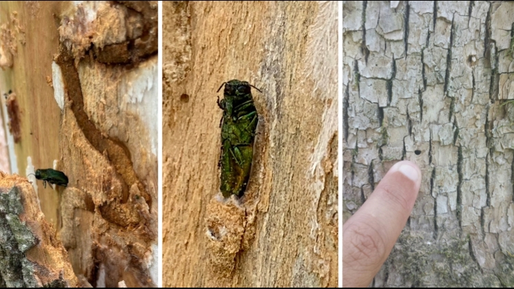 Invasive beetle threatens Alabama's ash trees: First sightings in North ...