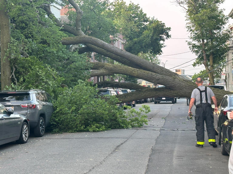 Large tree falls in South Boston, damaging 2 homes, several cars