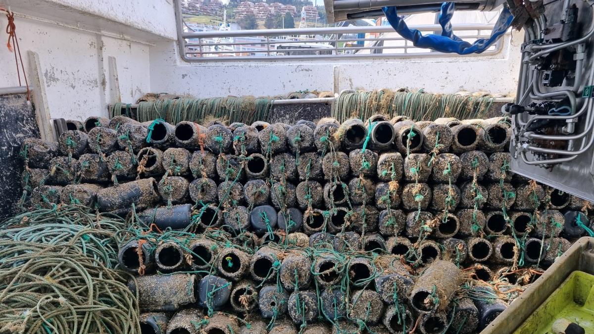 Incautados 1.300 kilos de pulpo y 6.000 artes de pesca ilegal durante ...