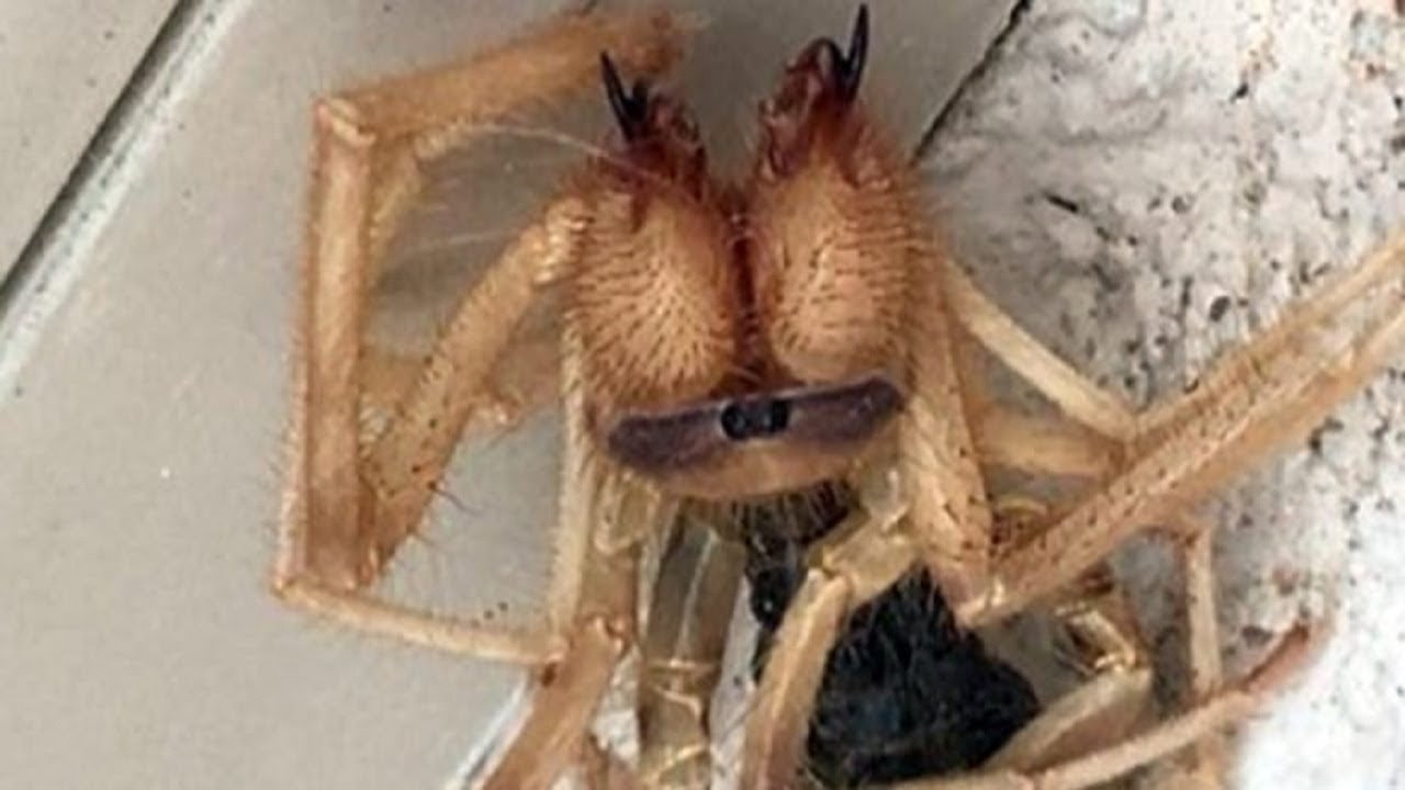 Man Finds ‘Demonic’ Creature In His Backyard, Freaks Out Upon Closer Look