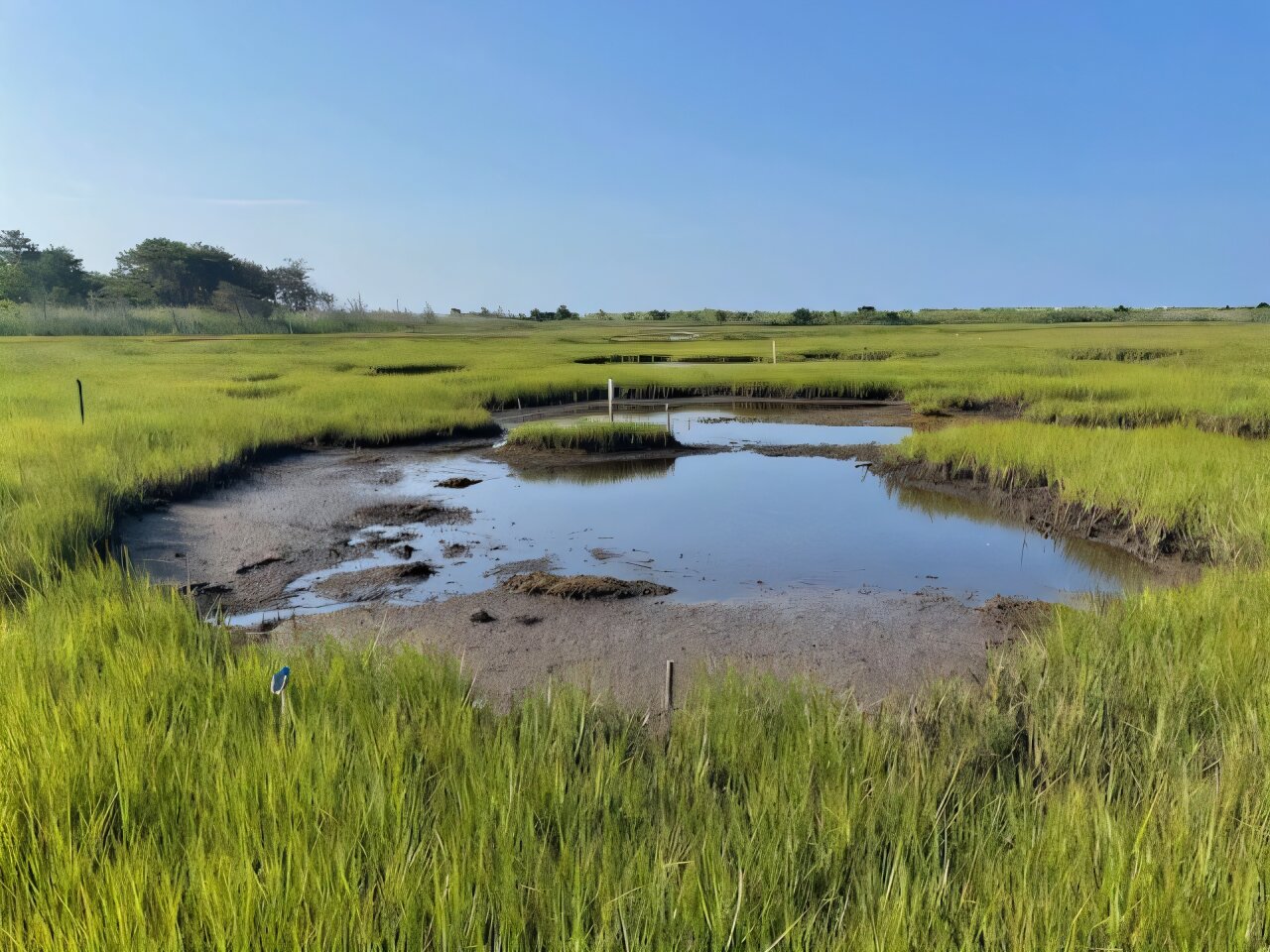 What are runnels, the man-made channels that help restore salt marshes?
