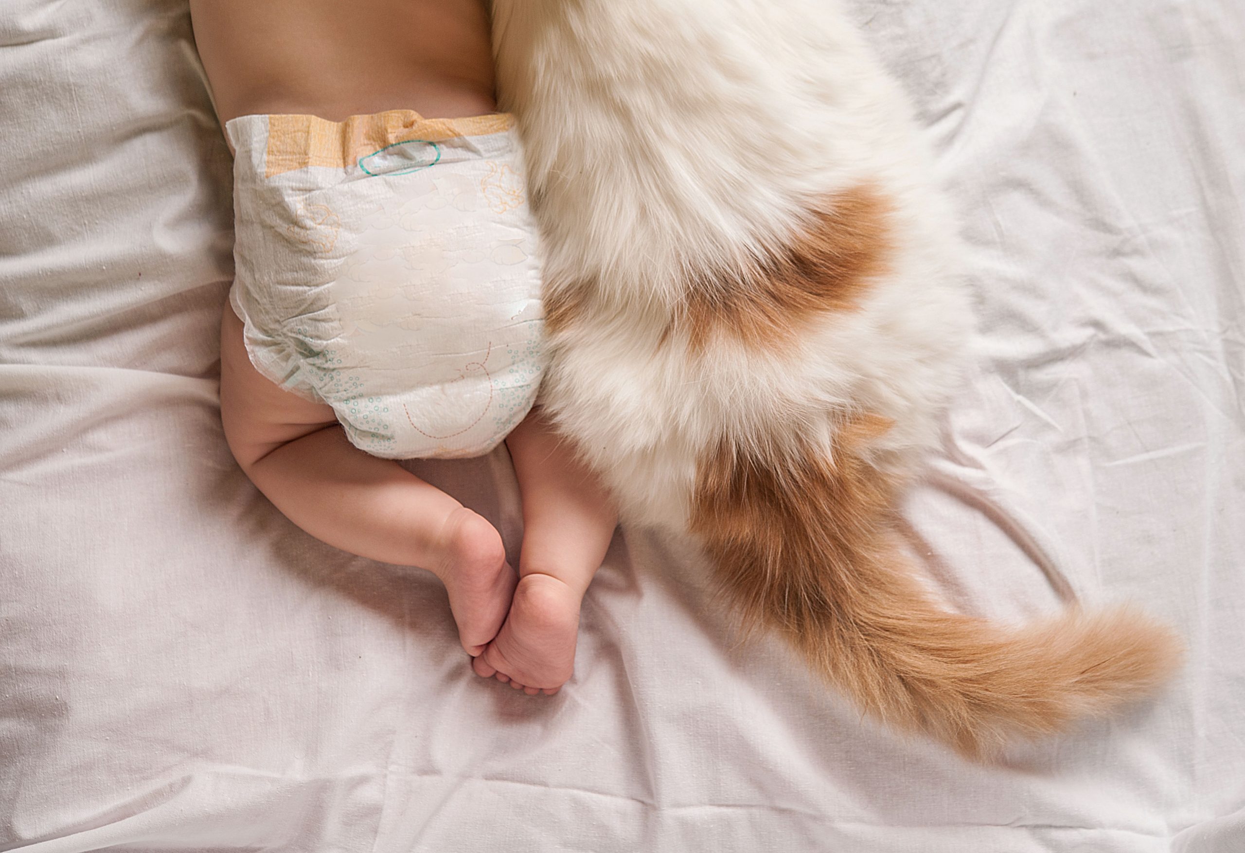 20 Things You Do That Your Cat Actually Hates