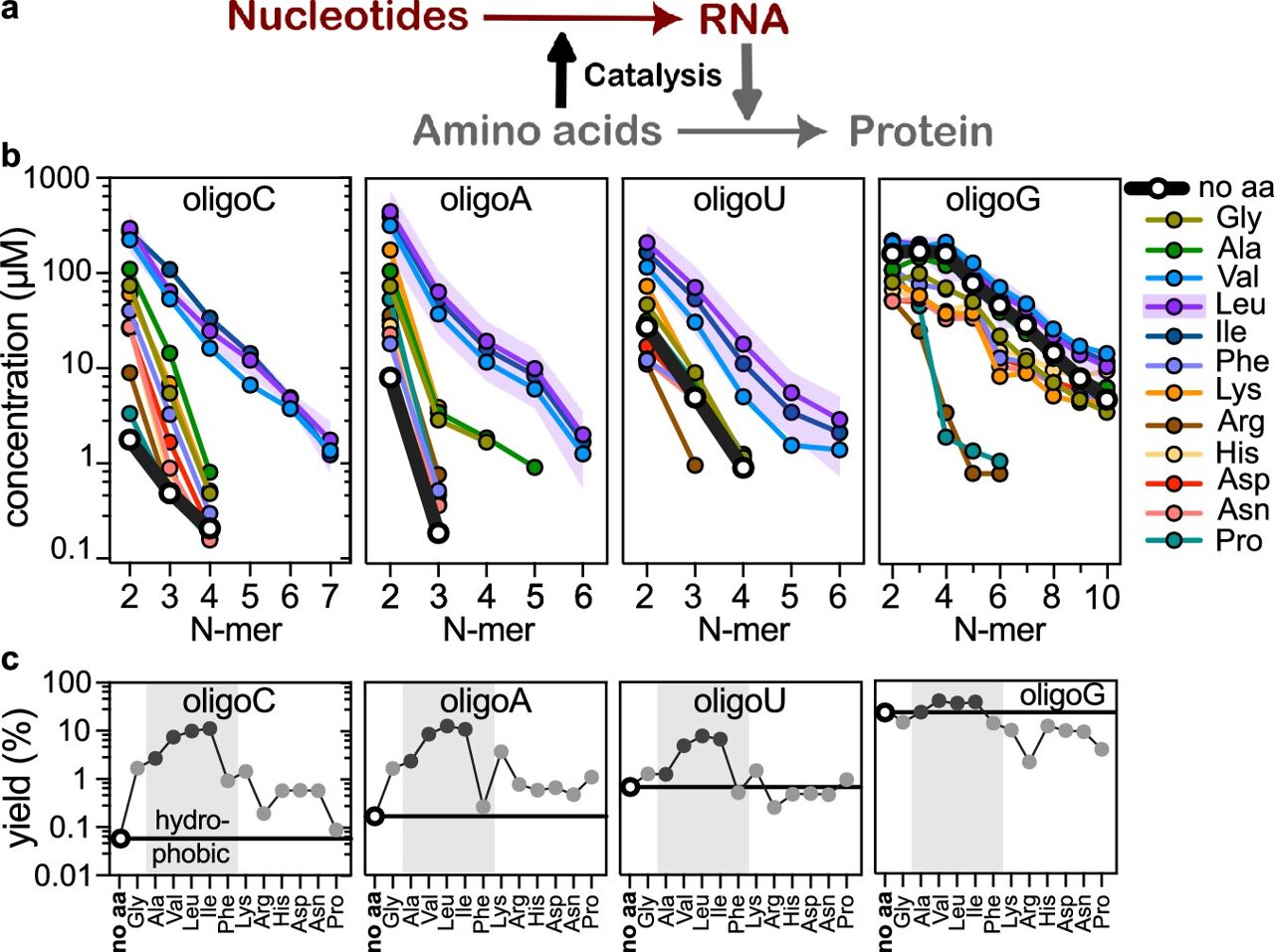 Amino acids as catalysts in the emergence of RNA