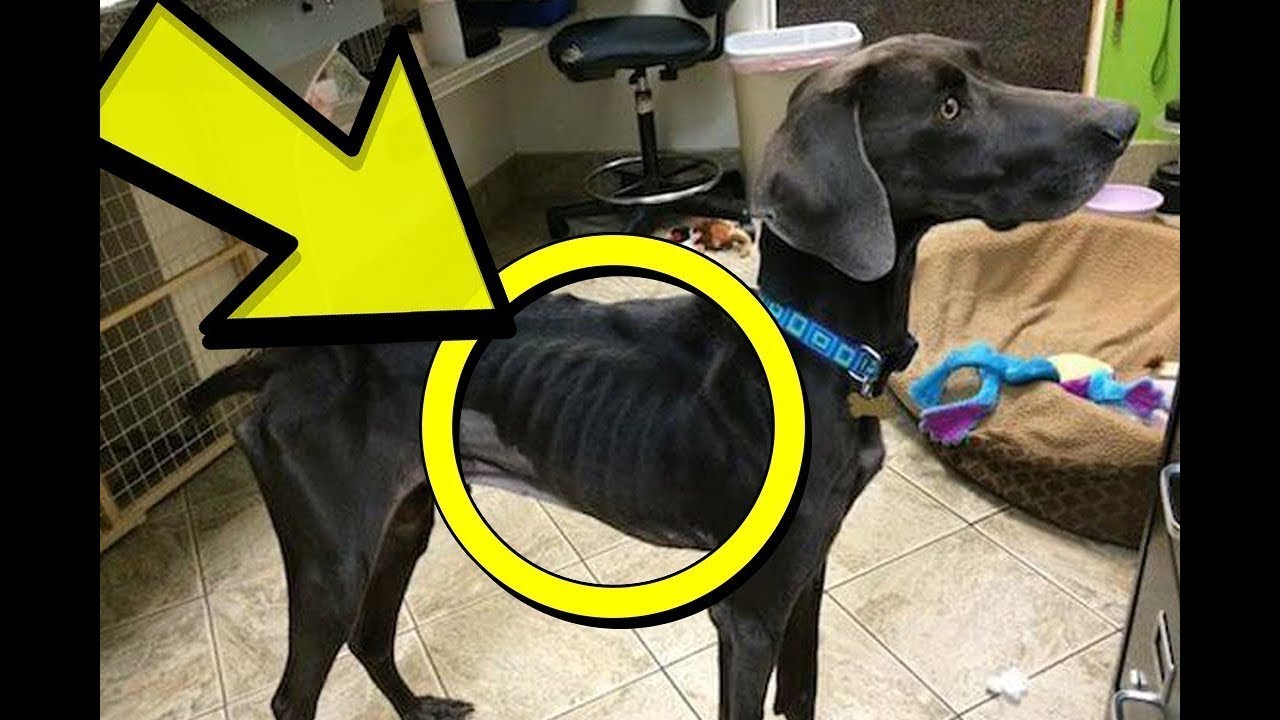 Starving Dog Who Survived By Eating Rocks And Twigs Gets His Happily ...