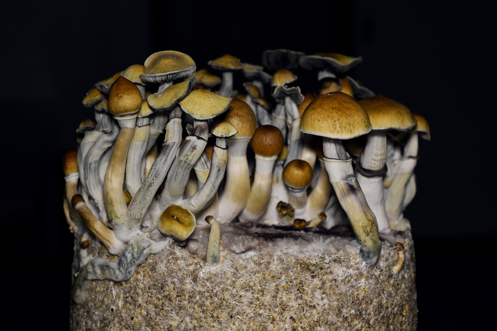 Magic Mushrooms: Seltsame Fakten über Psilocybin-Pilze