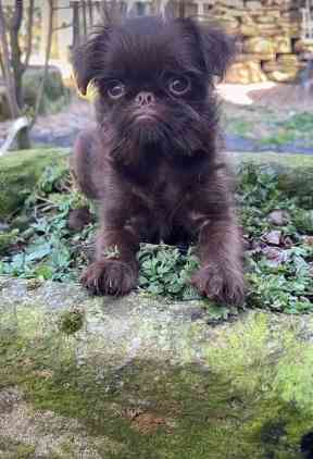 Griffon Girl: Meet the Adorable Brussels Griffon Puppy