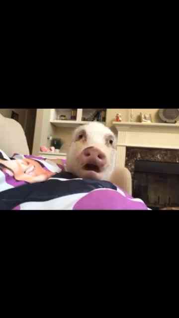 Snouts & Snuggles: The Irresistible World of Tiny Pigs