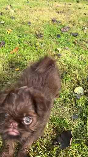 Adorable Griffon Puppy: Little Proshka's Daughter