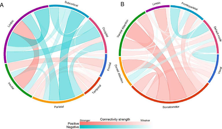 Age-related brain changes reduce social-engagement behaviors, research ...