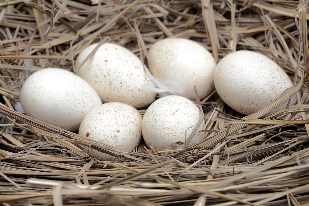 Few Know What This Type of Egg Really Does to Your Body