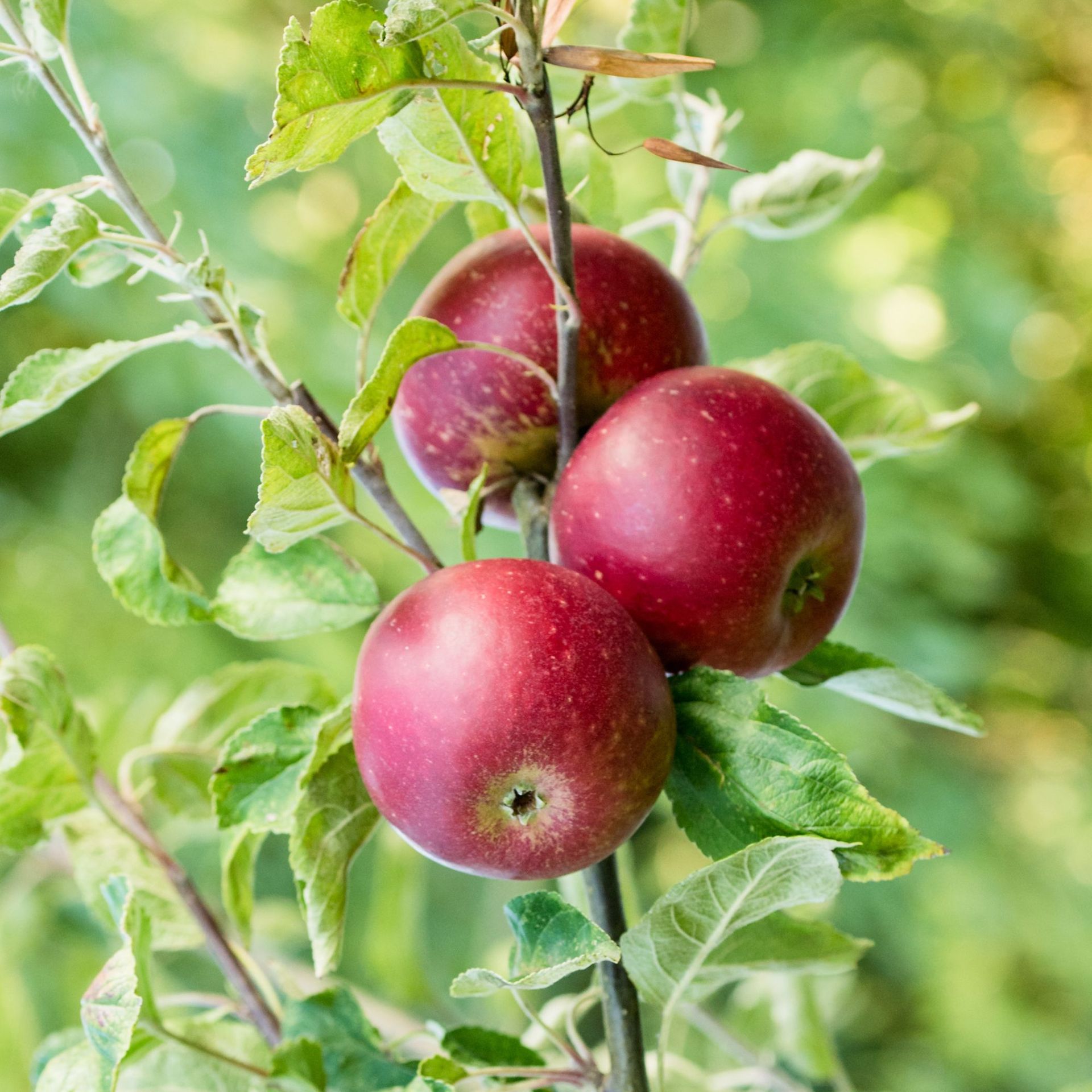 Save fruit trees from the 'June drop' – the one thing Monty Don says ...