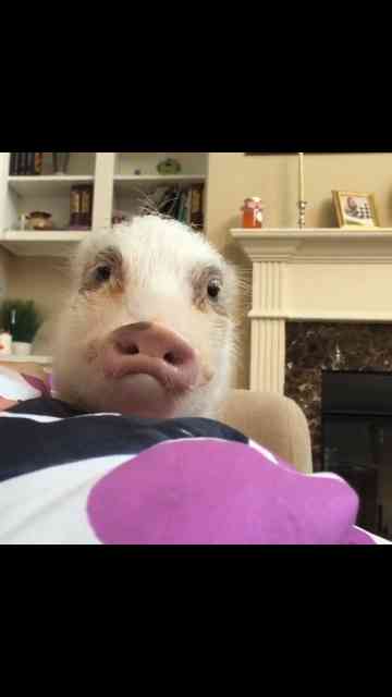 Oink & Adorable: Tales of the Cutest Pig