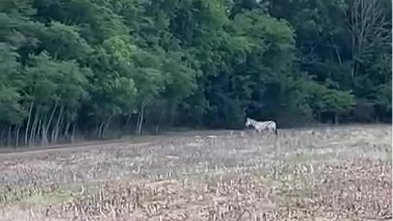 Zebra spotted in Christiana Friday morning