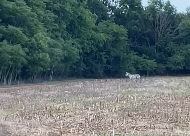 Missing zebra found wandering in Christiana, Tennessee field