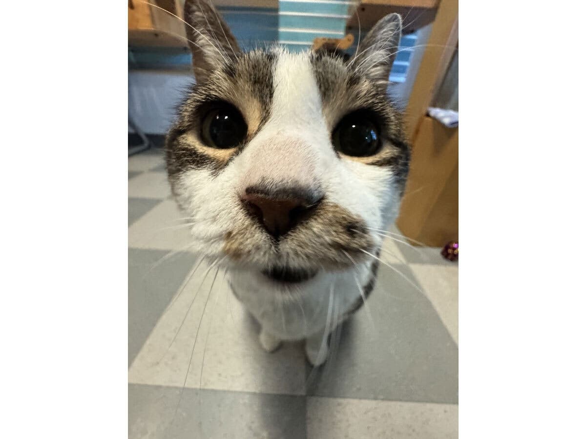 Meet Professor Kitty: Lower Bucks County's Shelter Pet Of The Week