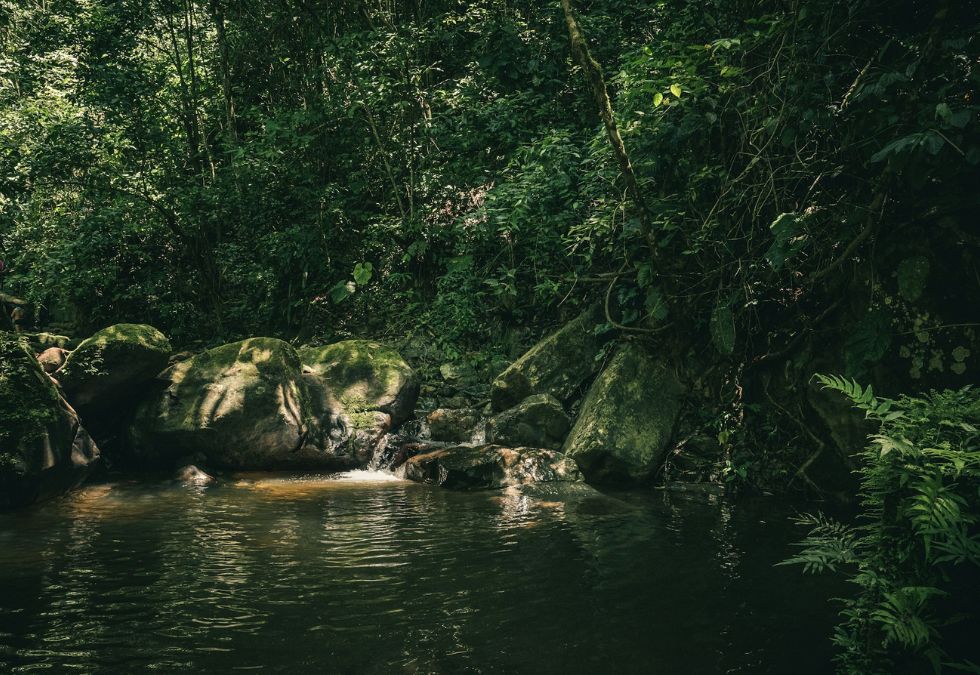 15 Extraordinary Forests That Hold Natural Mysteries