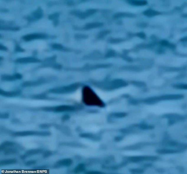 Chilling moment 5ft shark's dorsal fin is spotted 30 feet from one of ...