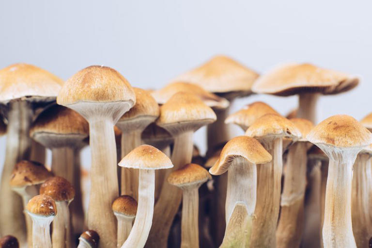 Psychedelic breakthrough exposes the secret behind LSD hallucinogenic ...