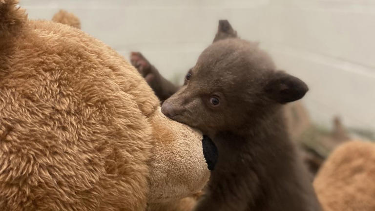 Orphaned bear cub cared for by humans dressed up as bears