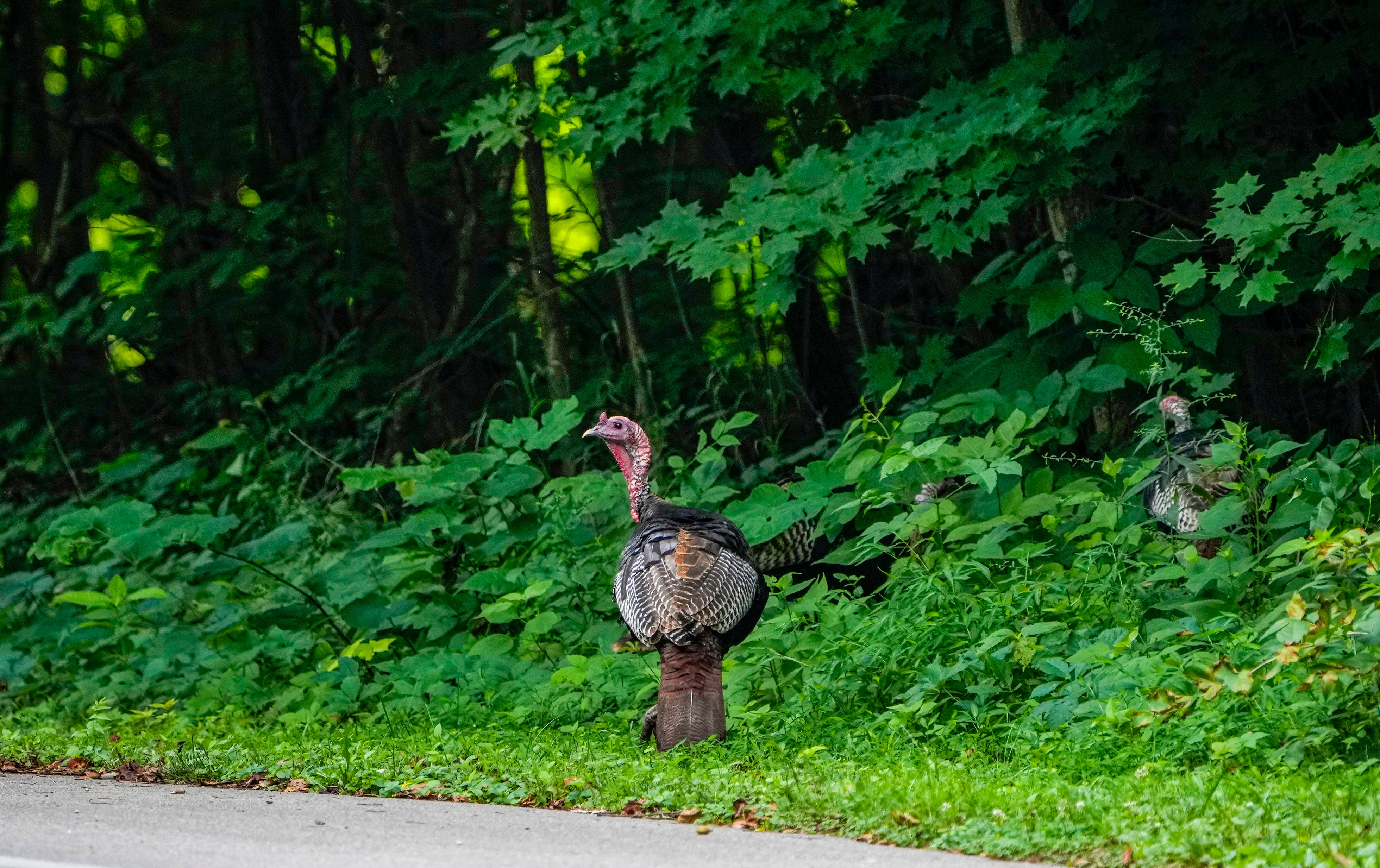 Hunters bagged more wild turkeys in Ashtabula County than elsewhere in ...