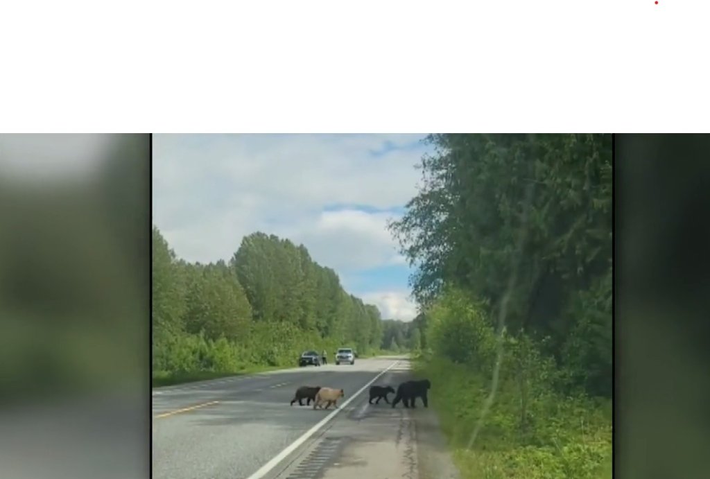 Video captures rare Kermode bear cub crossing northern B.C. highway