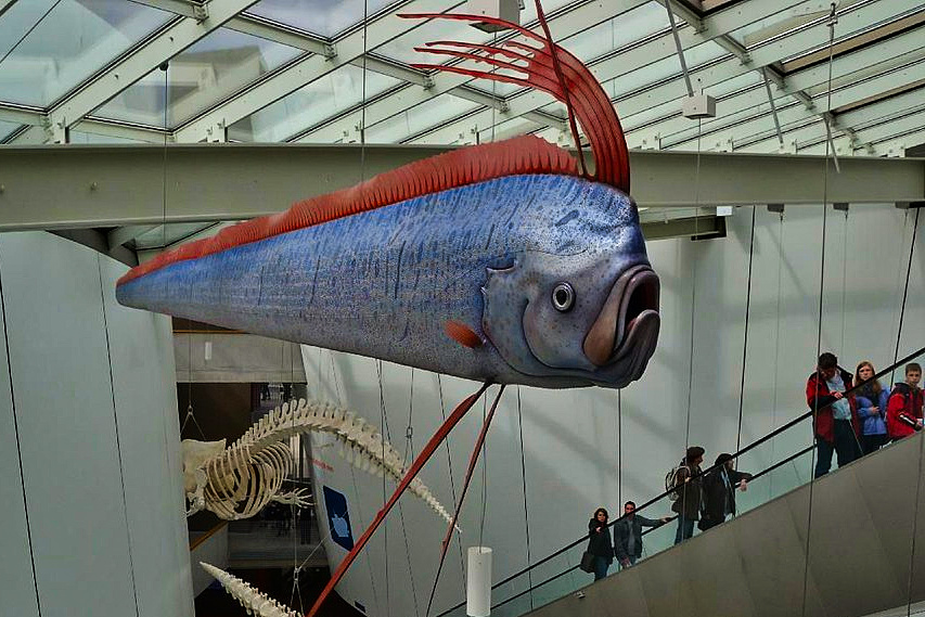 Rare ‘Doomsday’ Oarfish Washes Up On Tasmania’s Wild West Coast