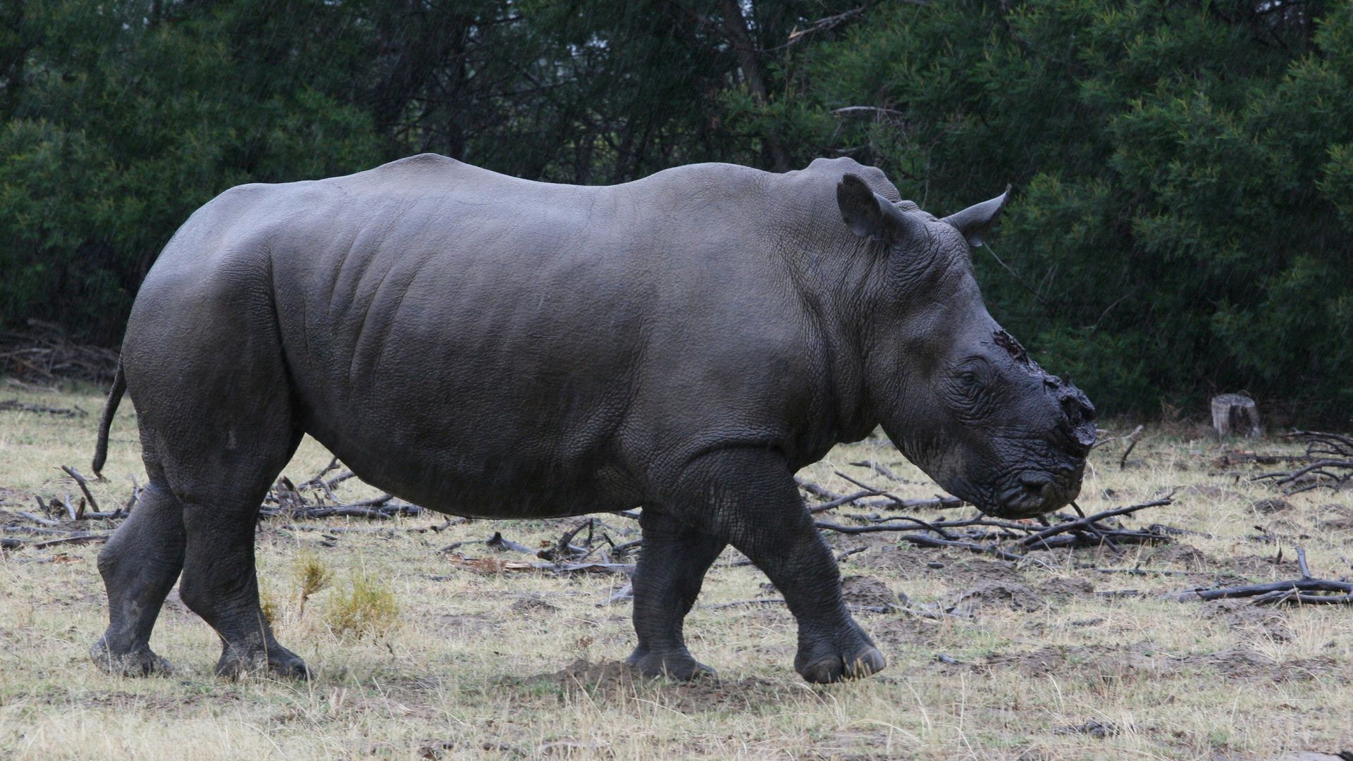 How removing rhinos' horns could save the species: Study