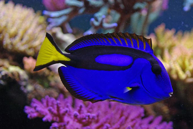 13 of the Most Colorful Animals of the Ocean