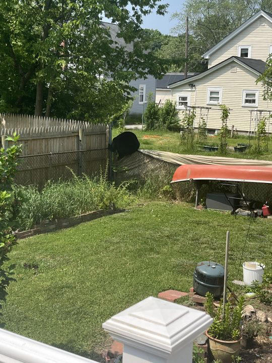 Black bear tours West Warwick neighborhoods